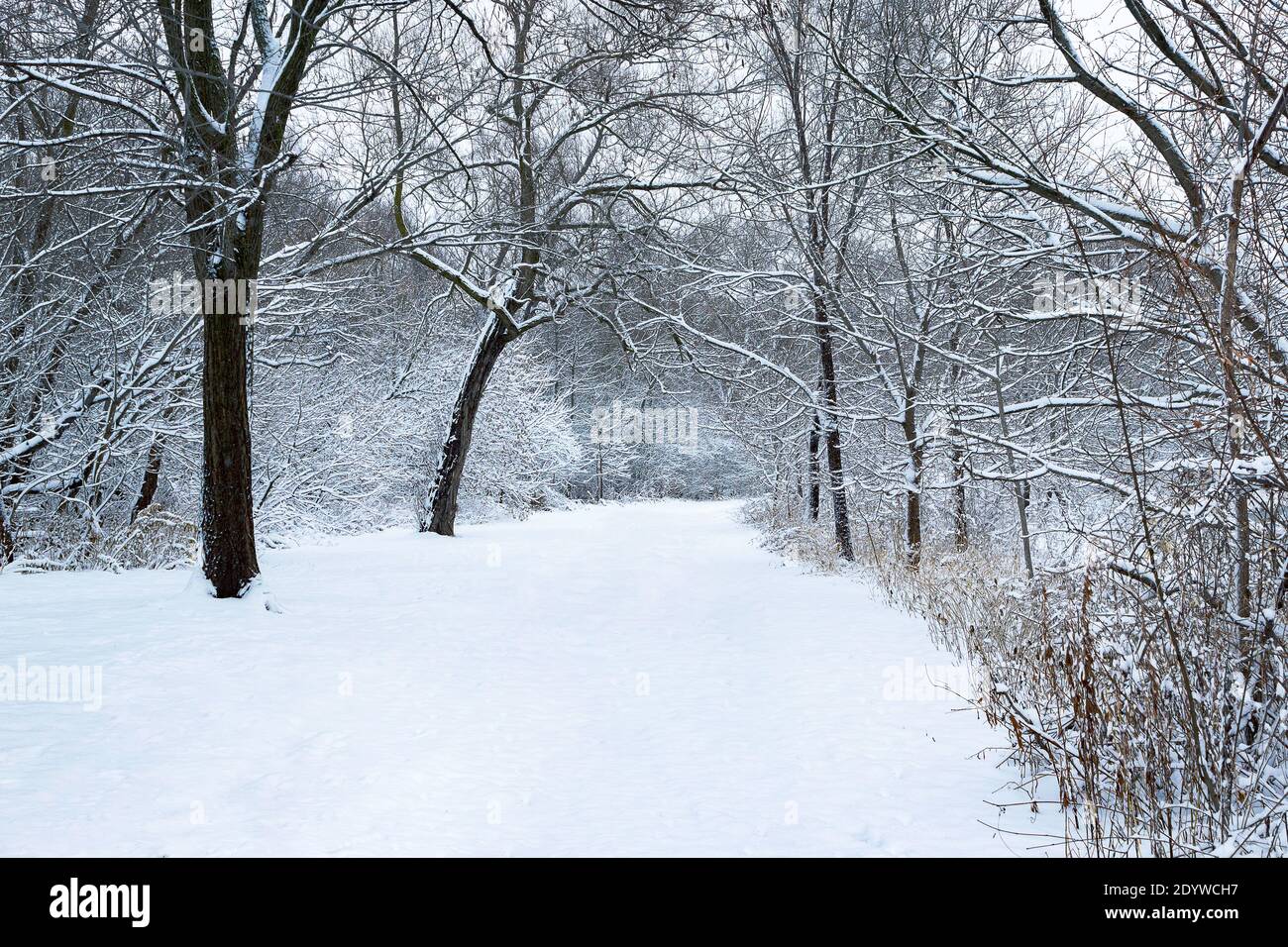 Snow day, freshly fallen. Looking down paths and open areas Stock Photo ...