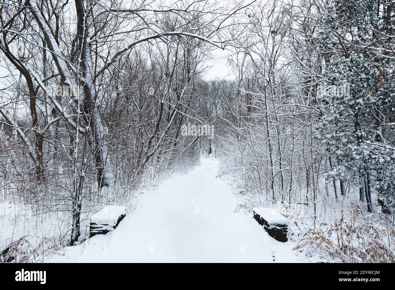 Snow day, freshly fallen. Looking down paths and open areas Stock Photo ...