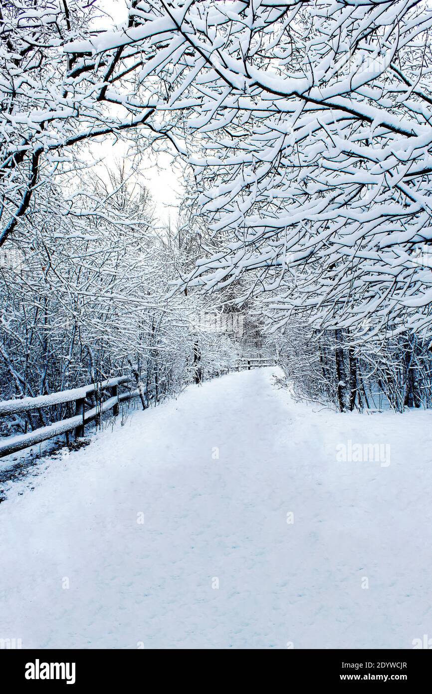 Snow day, freshly fallen. Looking down paths and open areas Stock Photo ...