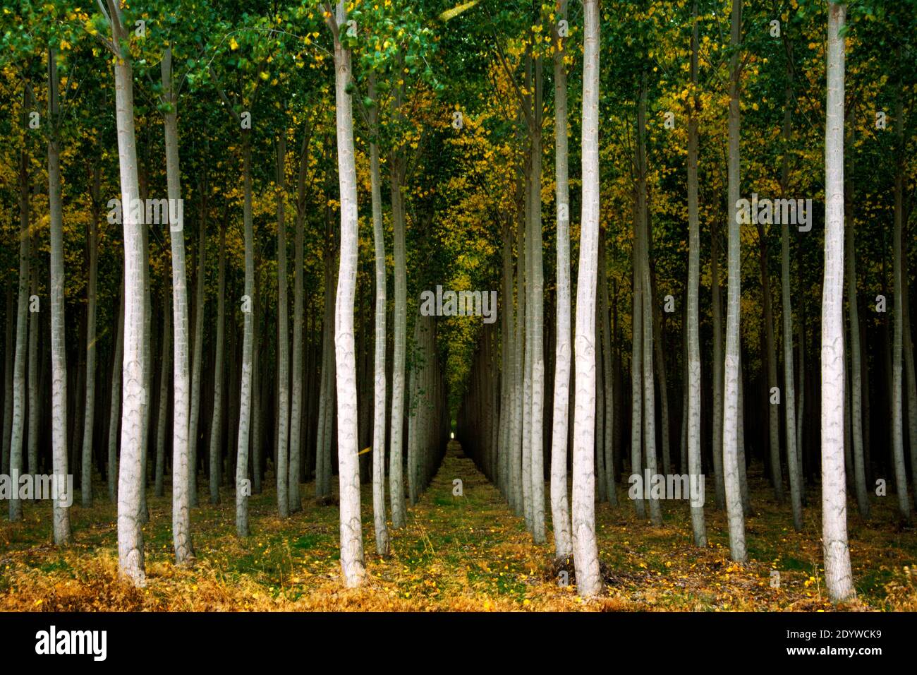 This poplar farm along Interstate 84 near Boardman, Oregon creates a ...