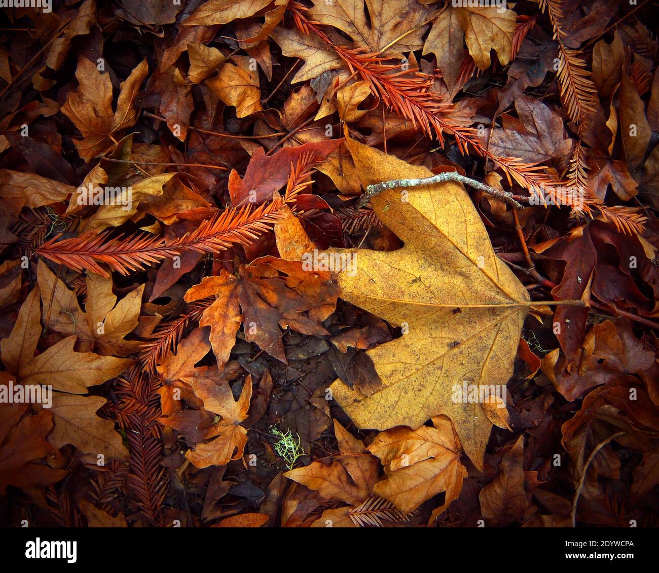 Big leaf maple leaves and redwood needles on the ground at Garland ...