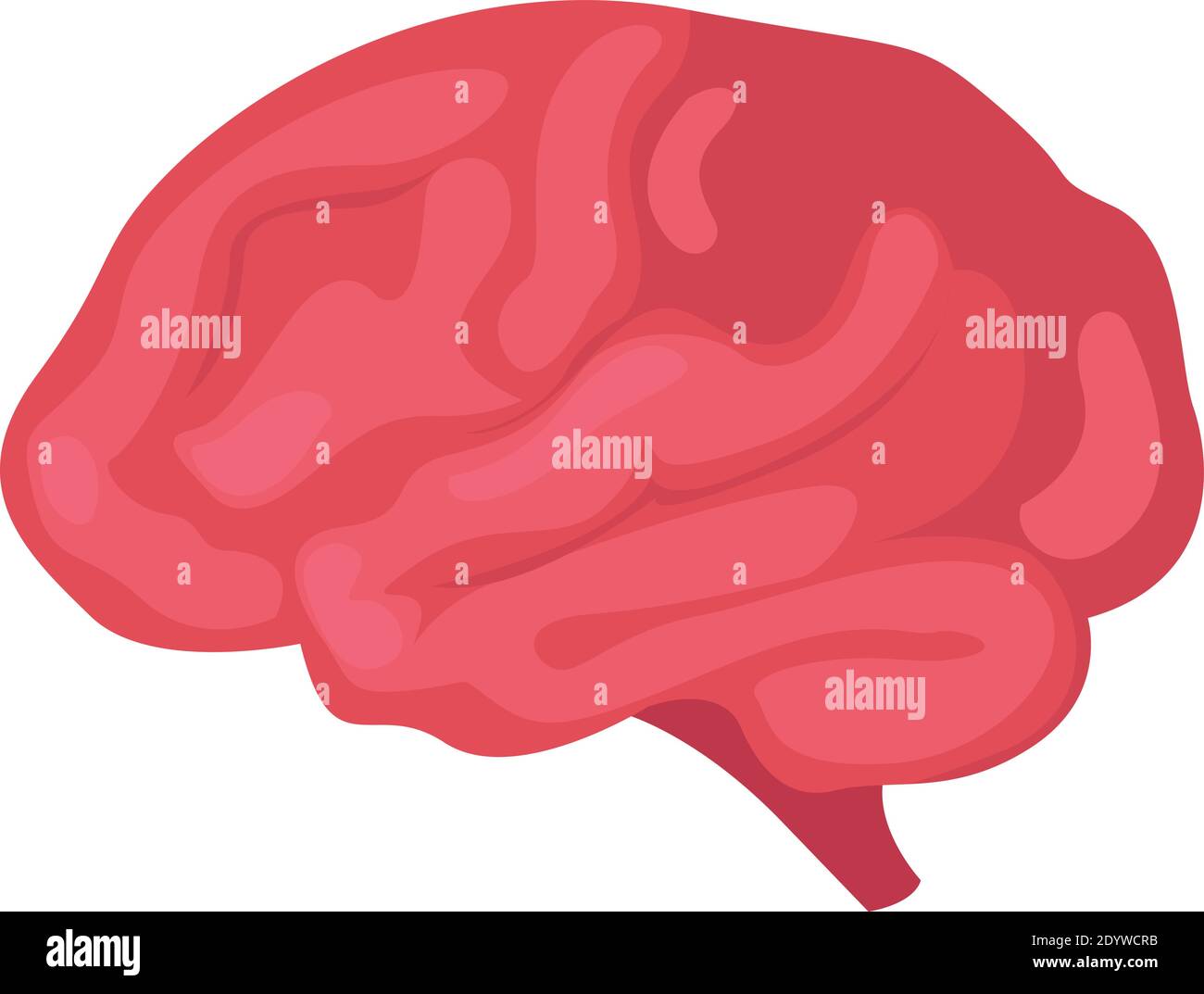 Human brain, illustration, vector on a white background Stock Vector ...