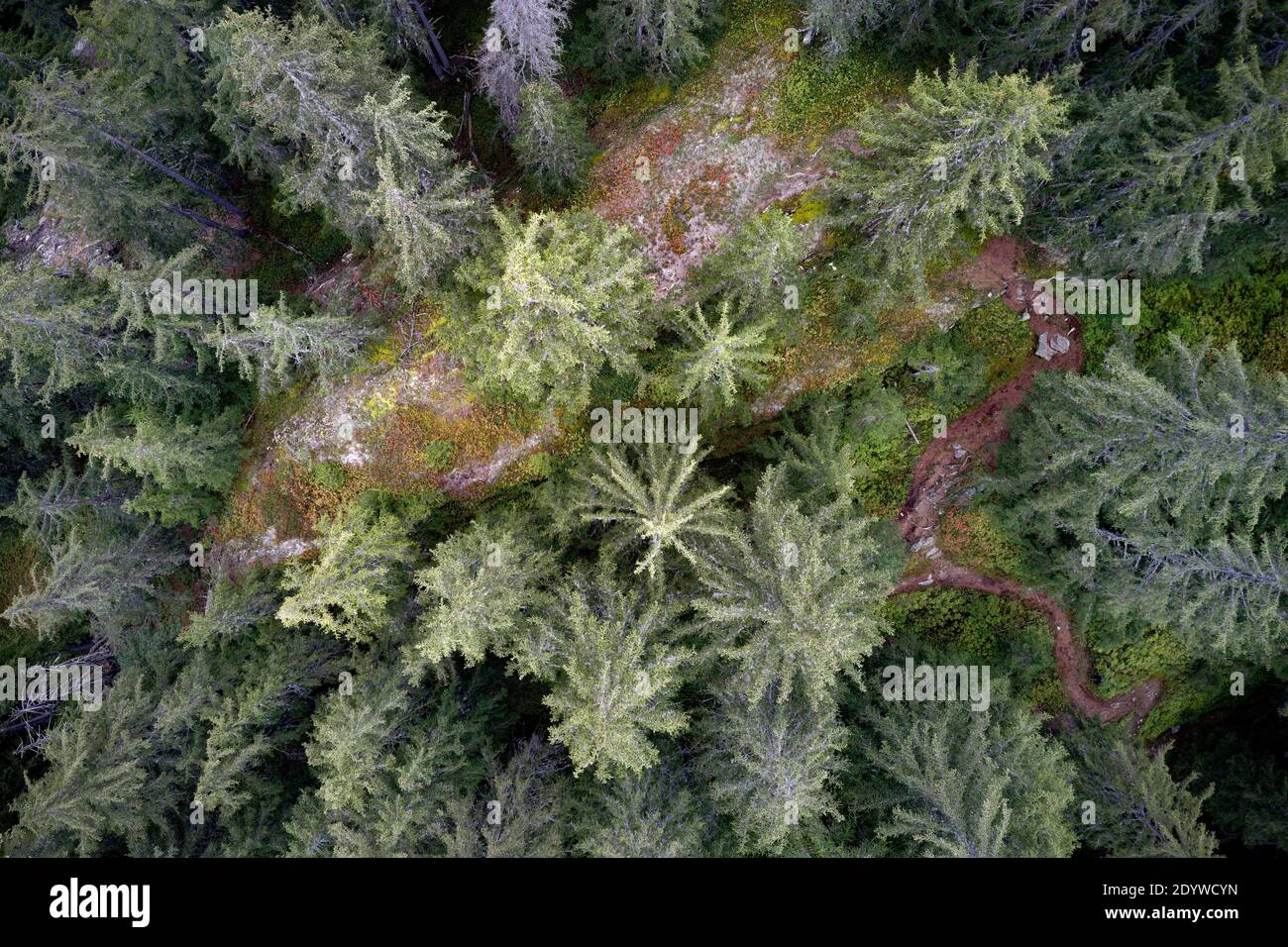 Aerial drone view of Pine tree forest landscape with winding hiking ...