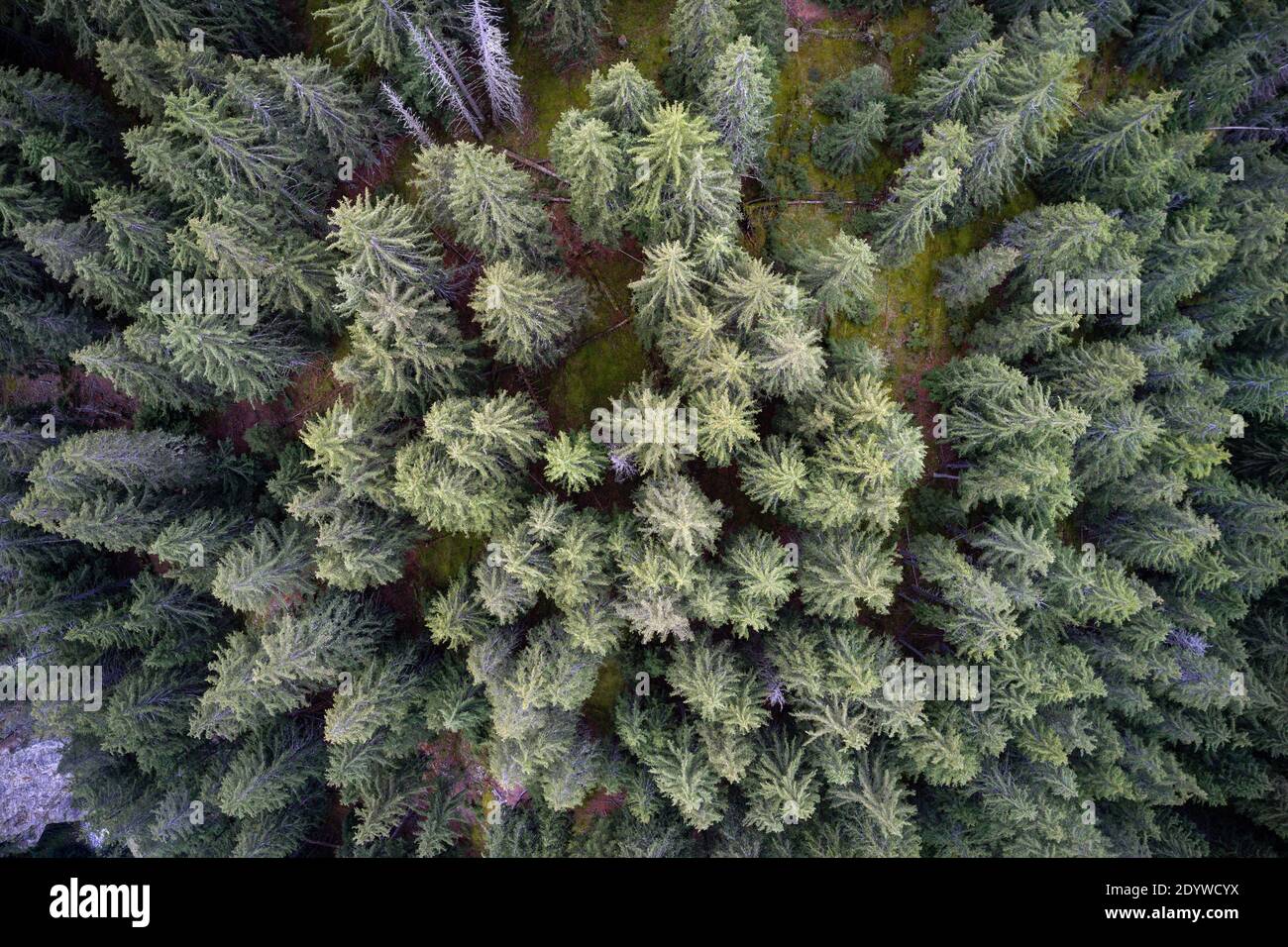 Aerial drone view of a mountainous old Pine tree forest landscape Stock ...