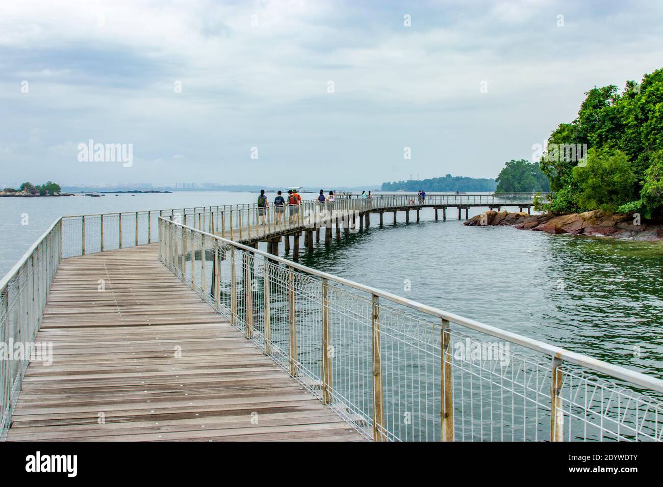 the boardwalk, rock beach and red mangrove in Chek Jawa wetland. It is ...