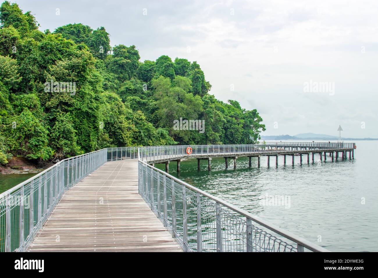 the boardwalk, rock beach and red mangrove in Chek Jawa wetland. It is ...