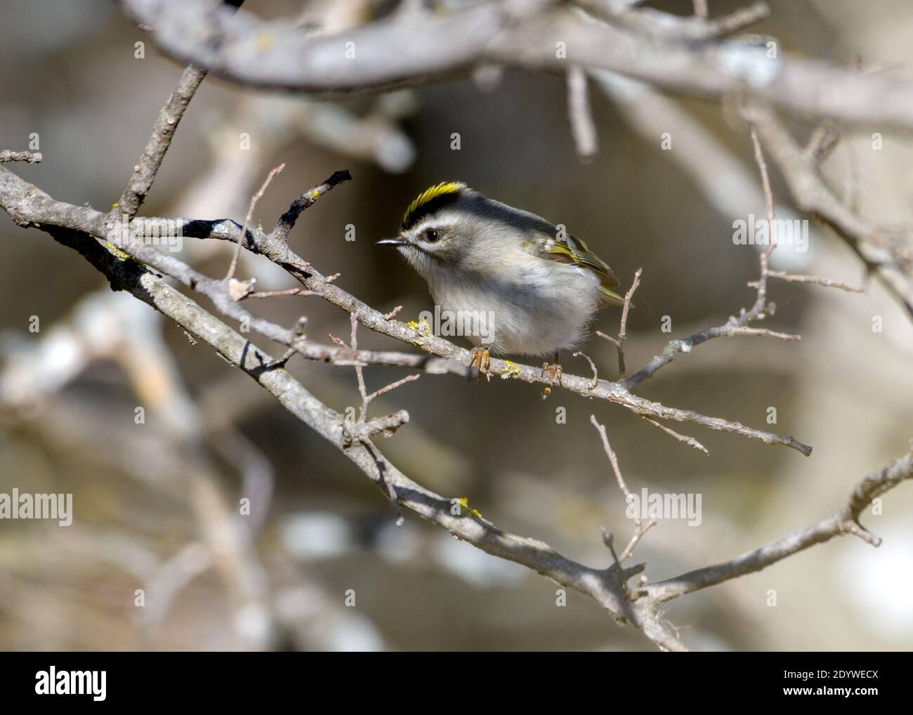 golden-Crowned Kinglet - Regulus satrapa - profile Stock Photo - Alamy