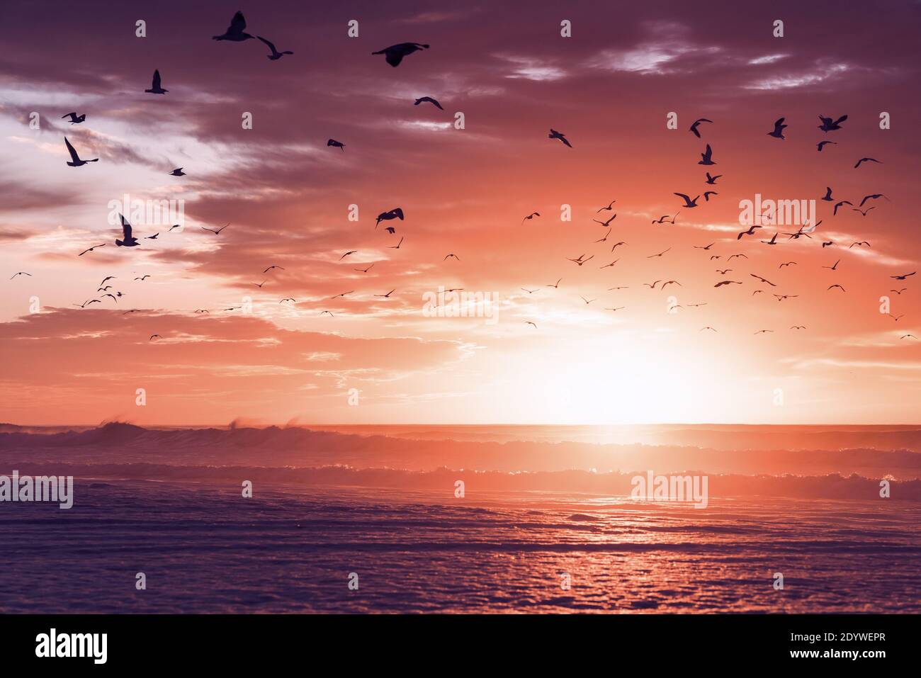 Birds flying over calm sea sky bird hi-res stock photography and images ...