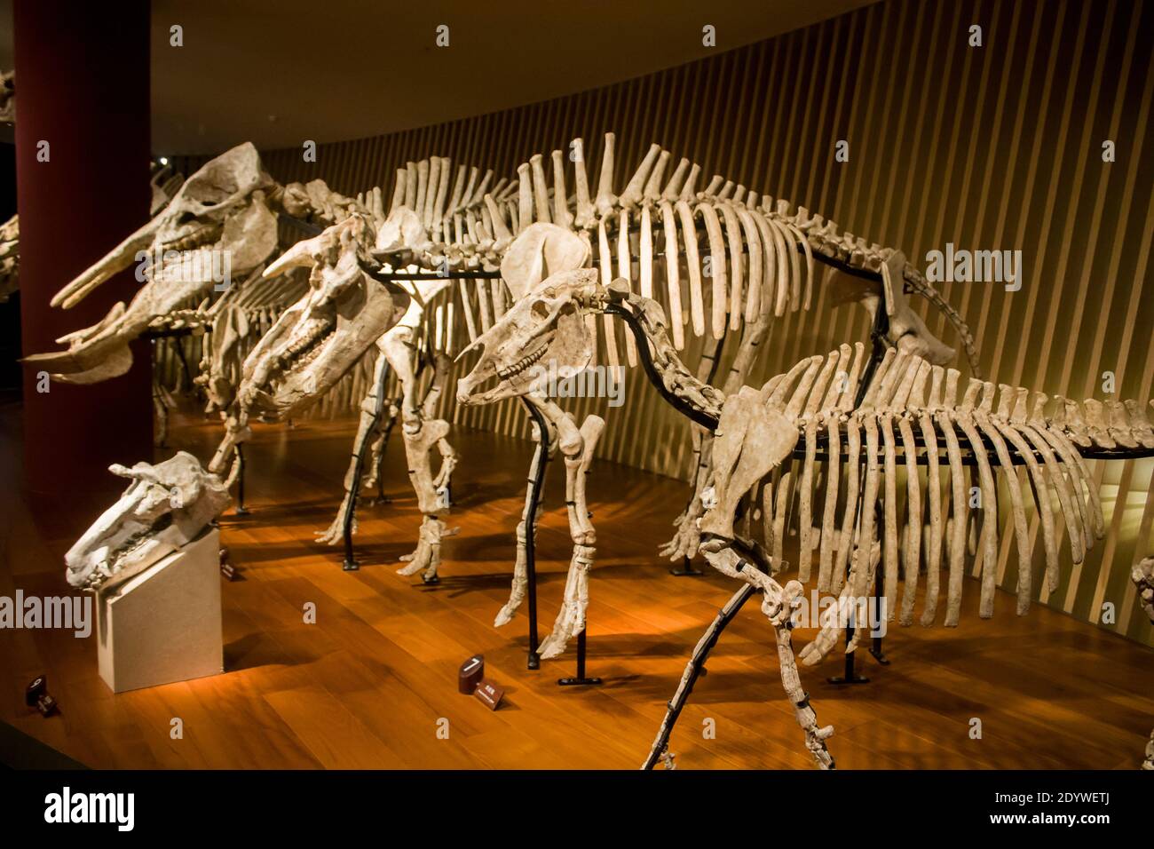 the fossil of prehistoric animal in Shanghai Natural History Museum ...