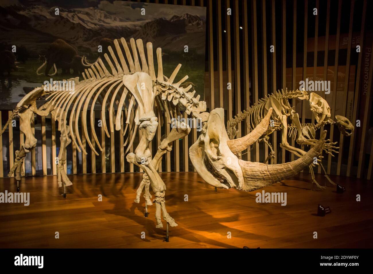 Fossil skull saber toothed tiger hi-res stock photography and images ...