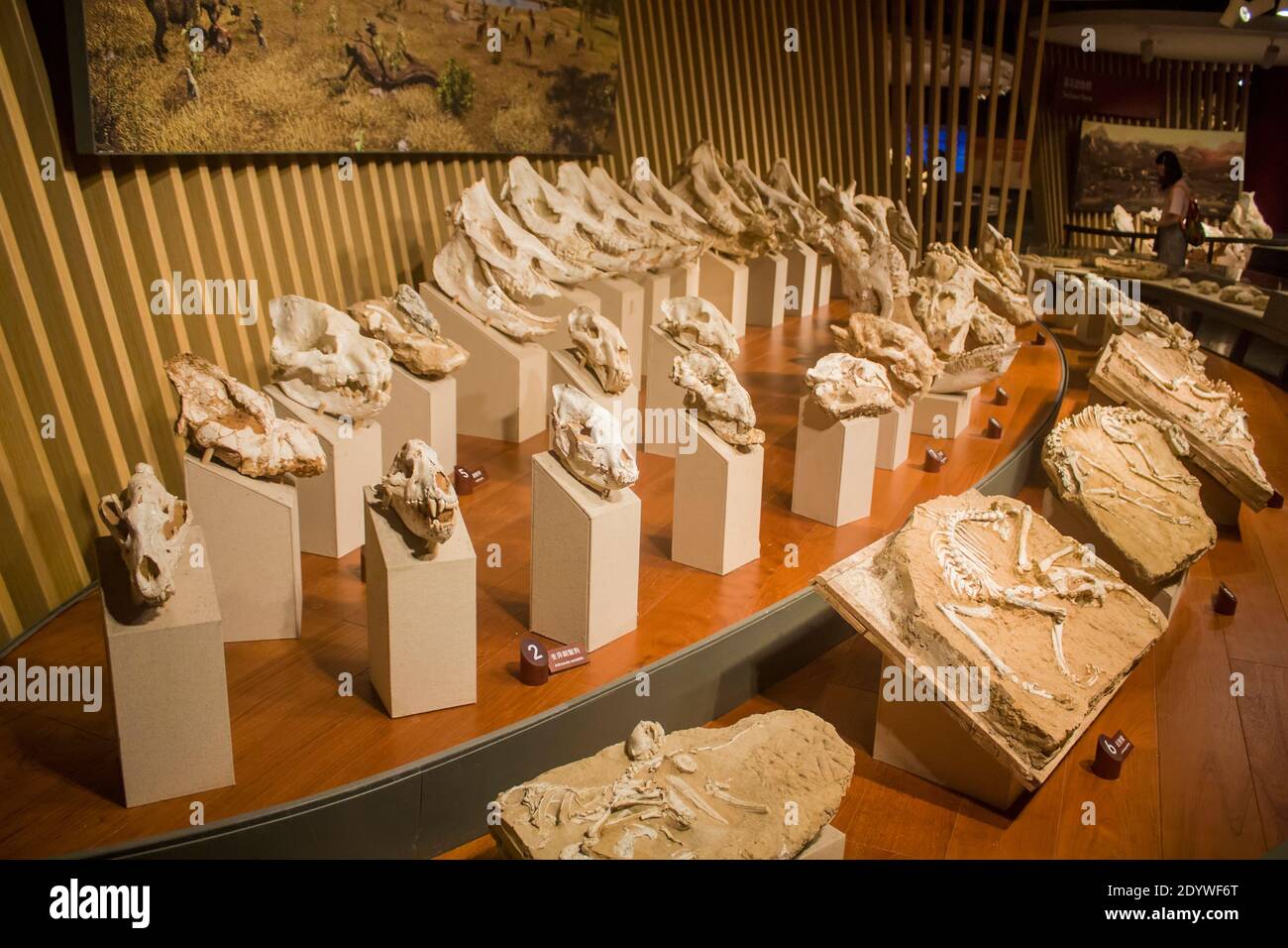 the fossil of prehistoric animal from heritage of Hezheng fauna in ...