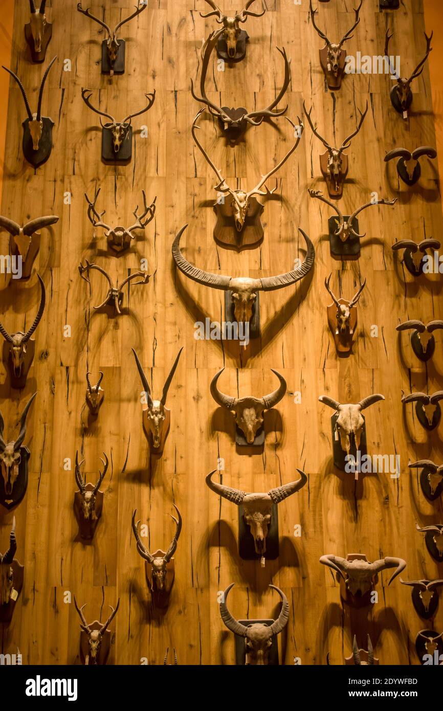 Shanghai China Jun 2nd 2017: a lot of skull of bull, deer and antelope ...