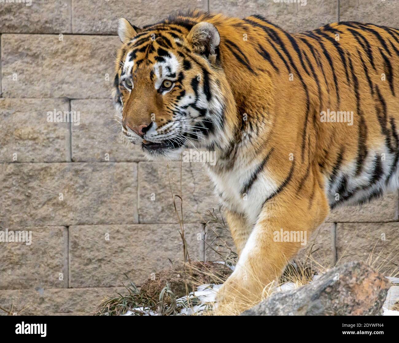 Beautiful powerful big tiger cat (Amur tiger Stock Photo - Alamy