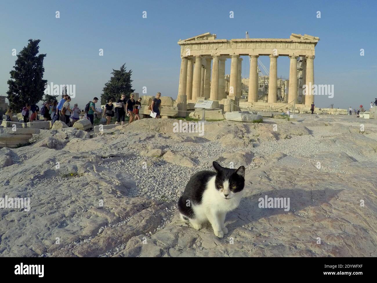 Athens ruins cat hi-res stock photography and images - Alamy