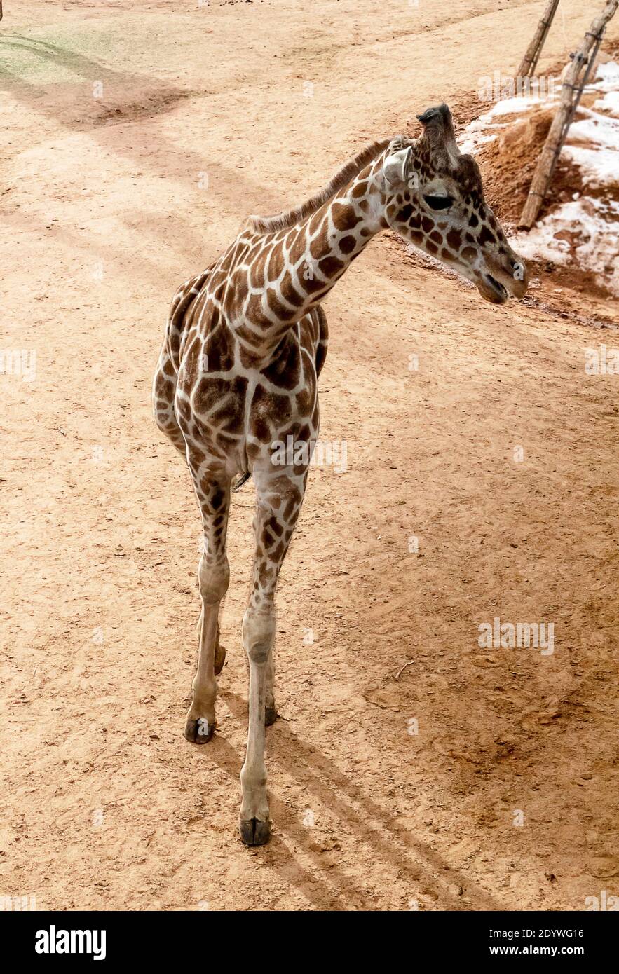 Giraffe mountain hi-res stock photography and images - Alamy
