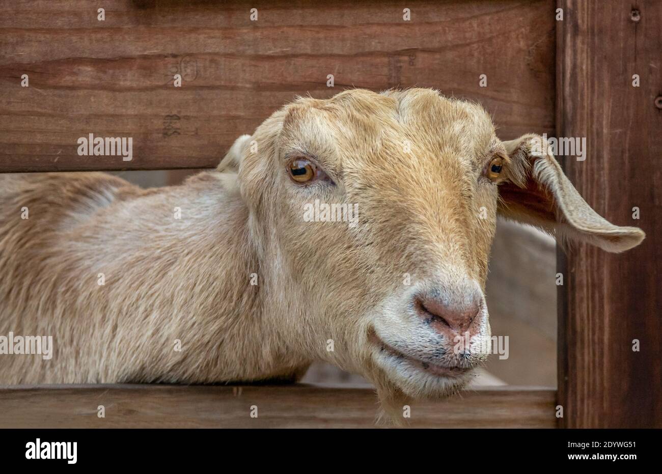 Lop eared goat hi-res stock photography and images - Alamy