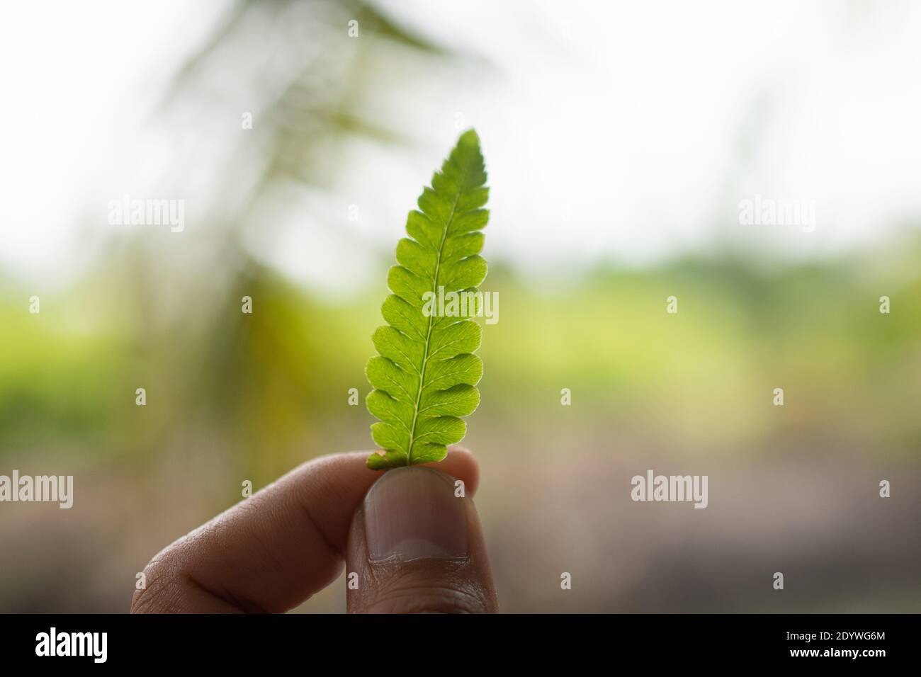 Hand holding green leaf on green nature background Stock Photo - Alamy