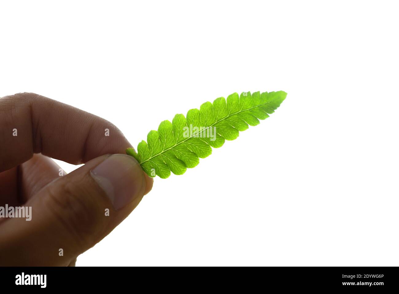 Hand holding green leaf on white nature background Stock Photo - Alamy