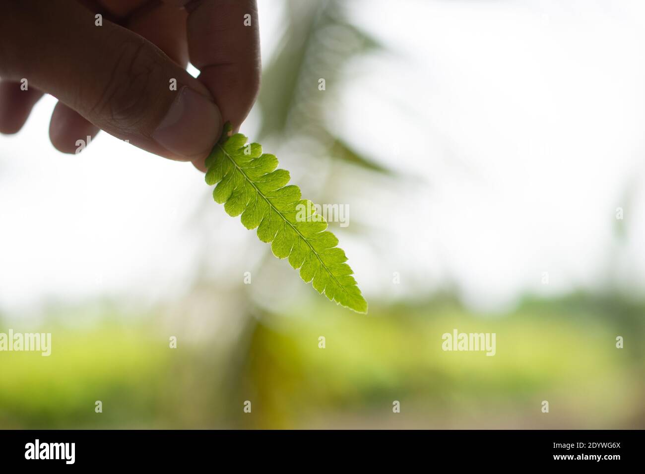Hand holding green leaf on green nature background Stock Photo - Alamy