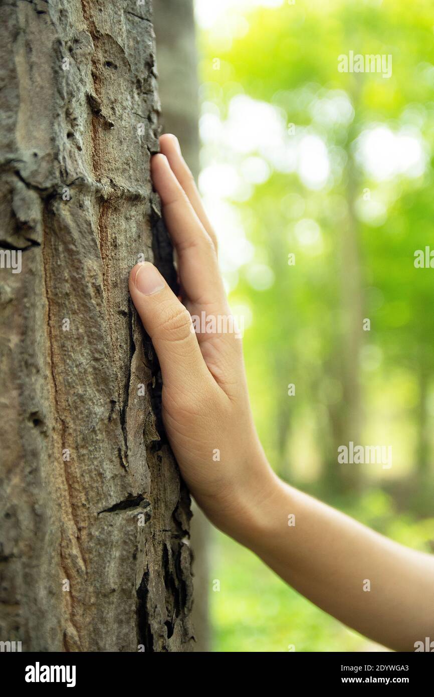 Hand Touching On Tree in Park beauty in Nature,Save Green Nature ...