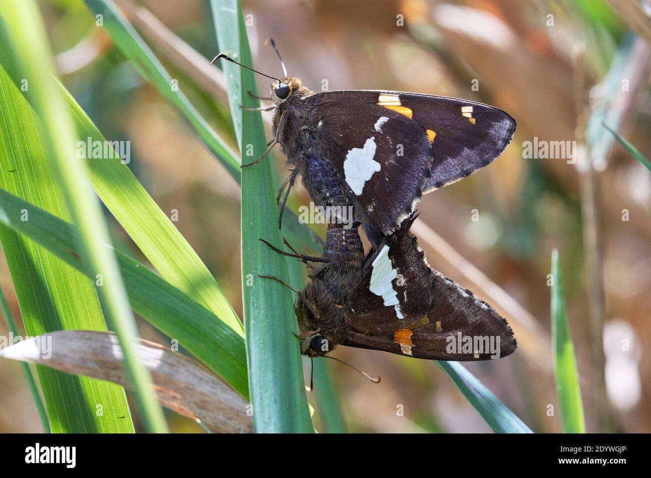 Silver-spotted skipper at Lee County Conservation Area in Montrose ...