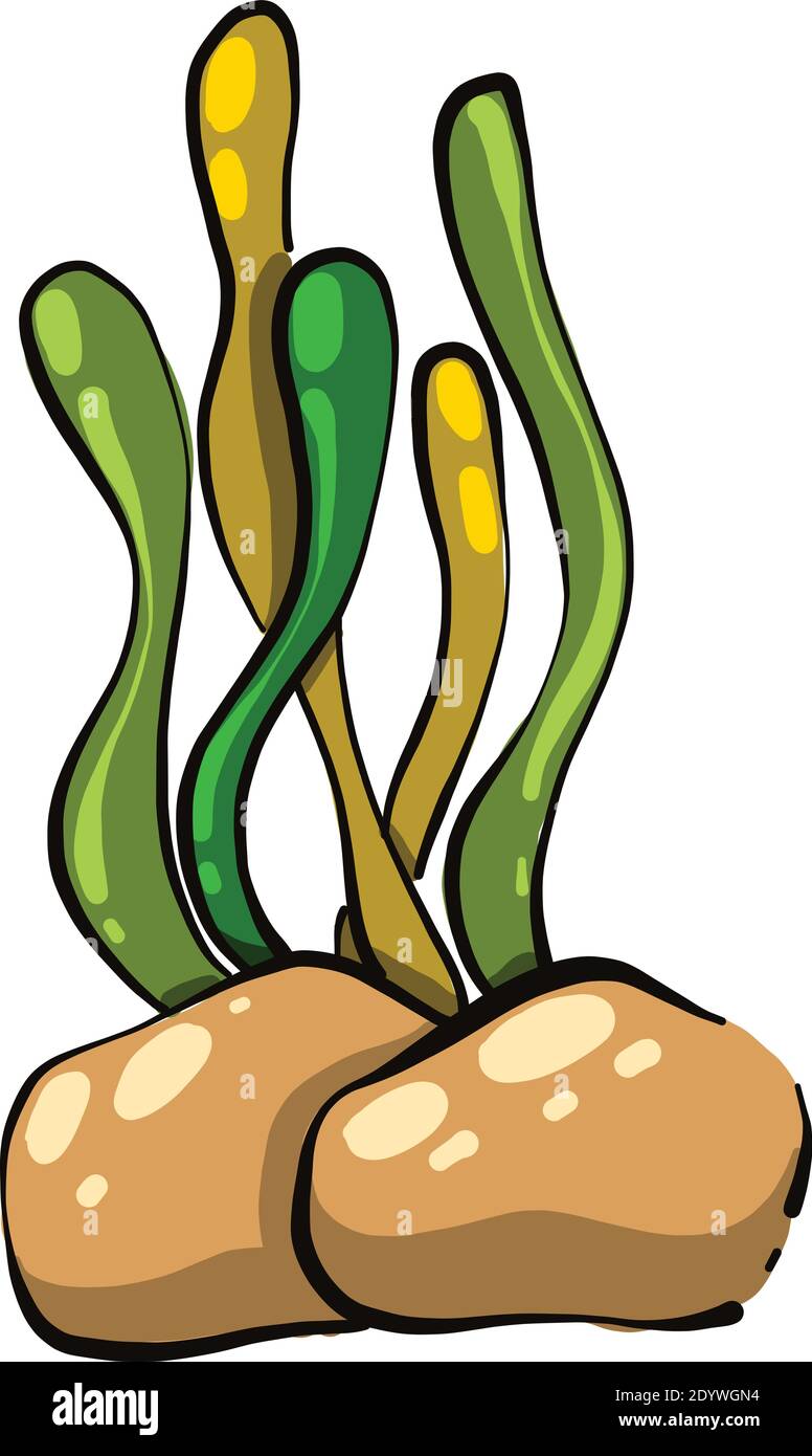 Vector drawing laminaria sea Cut Out Stock Images & Pictures - Alamy