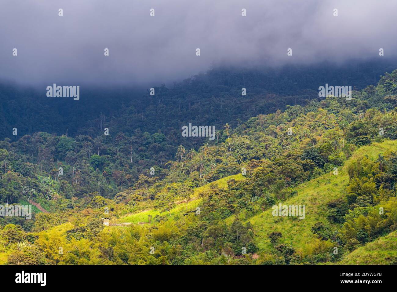 Agriculture field illuminated in the sun with the cloud forest in the ...