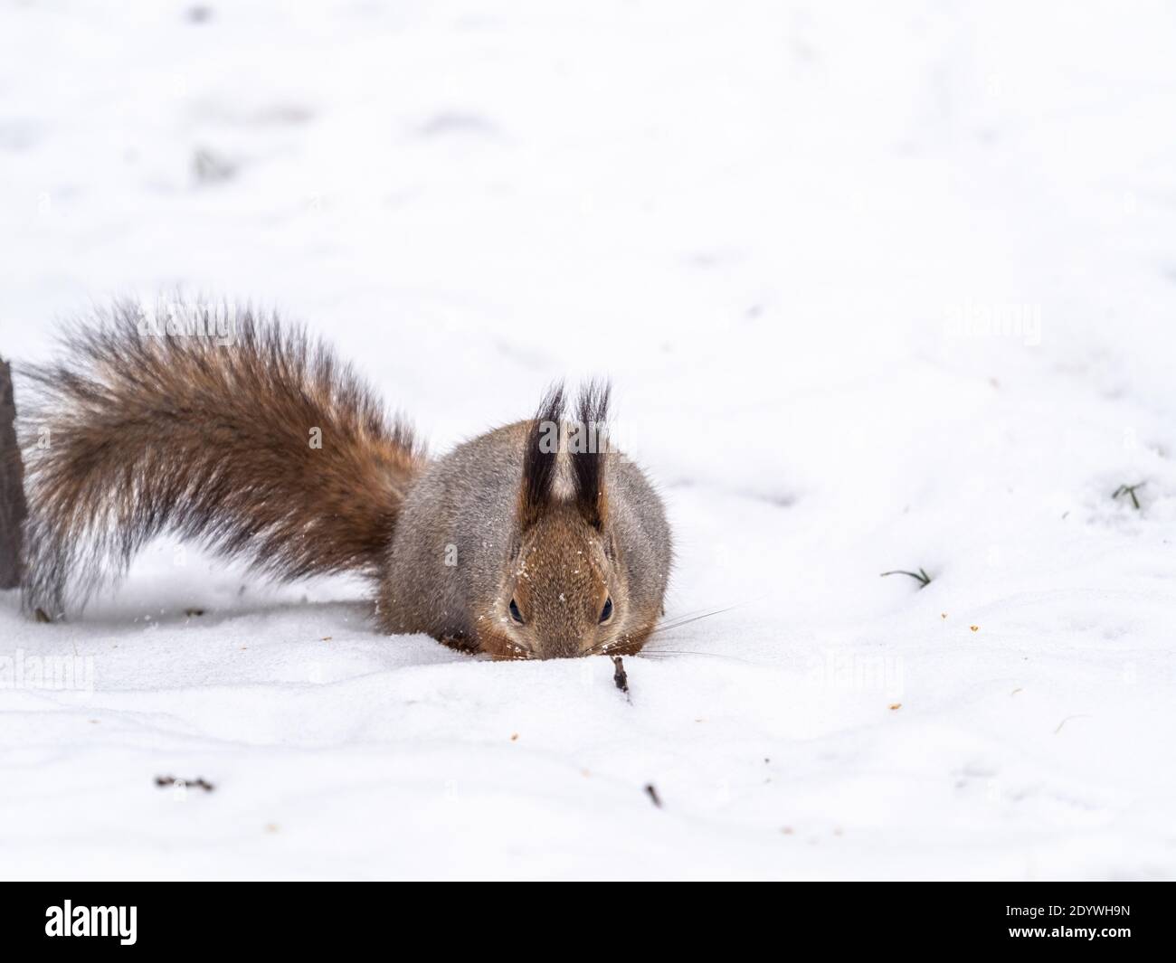 Squirrel hides nuts in the white snow. Eurasian red squirrel, Sciurus ...