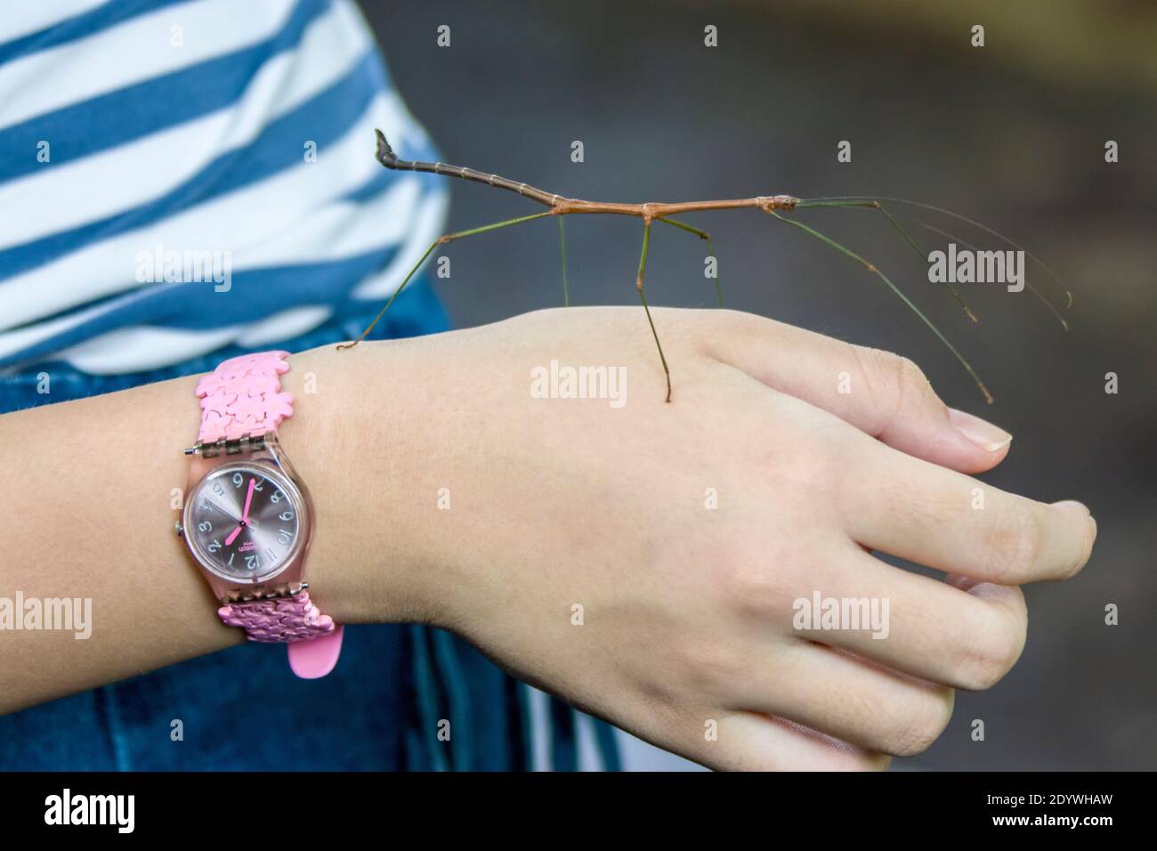 Singapore 21st Dec 2020: A young lady has a stick insect on her hand in ...