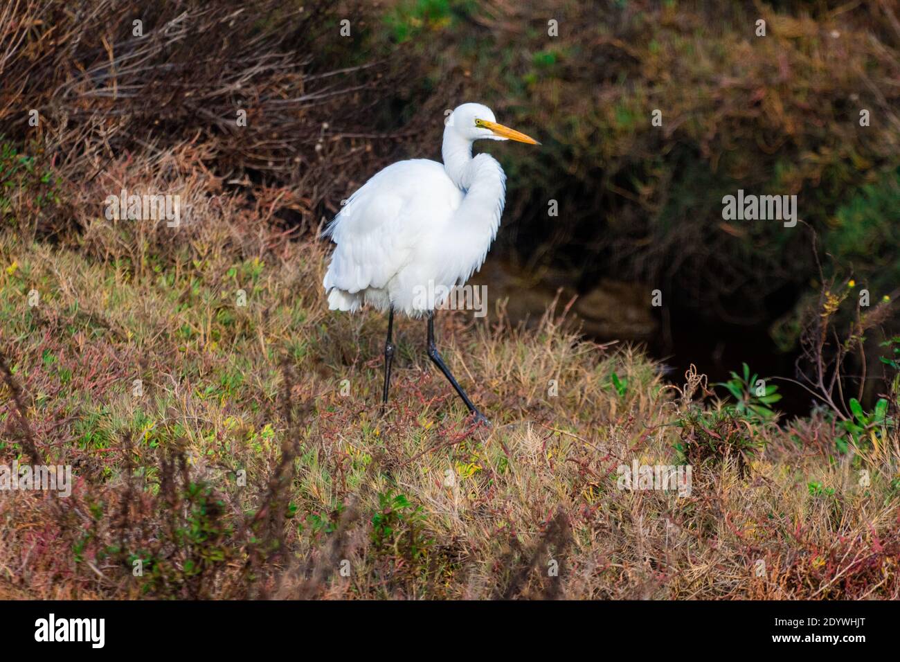 Stocking The Grass High Resolution Stock Photography and Images - Alamy