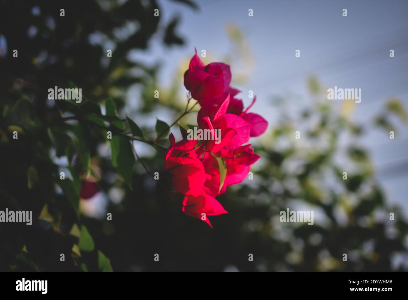 Red flower is on tree in garden nature background Stock Photo - Alamy