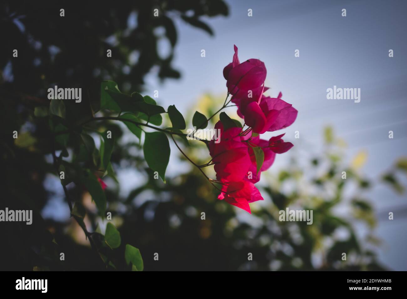 Red flower is on tree in garden nature background Stock Photo - Alamy