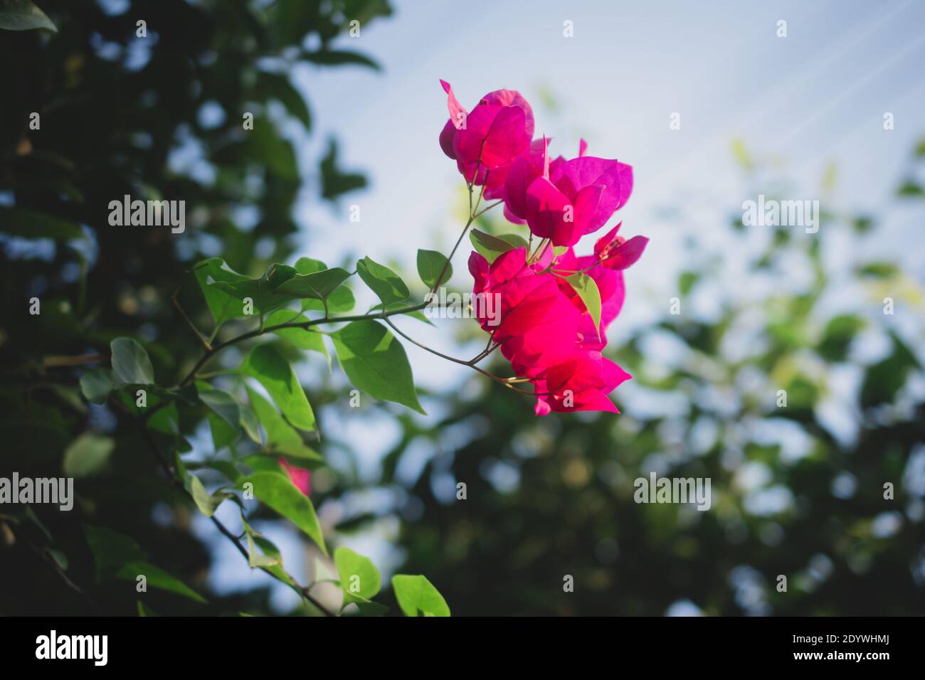 Red flower is on tree in garden nature background Stock Photo - Alamy
