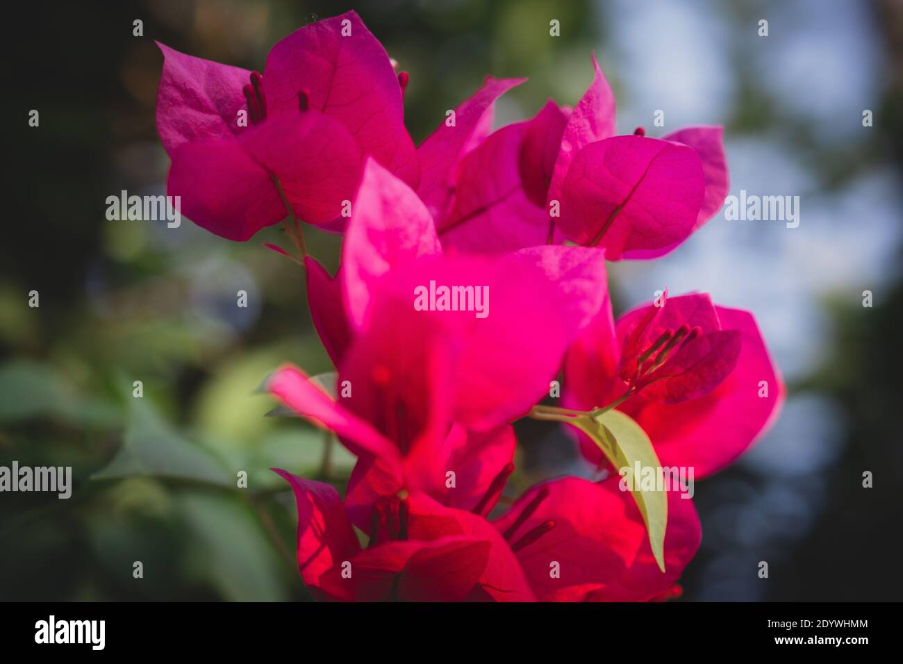 Red flower is on tree in garden nature background Stock Photo - Alamy