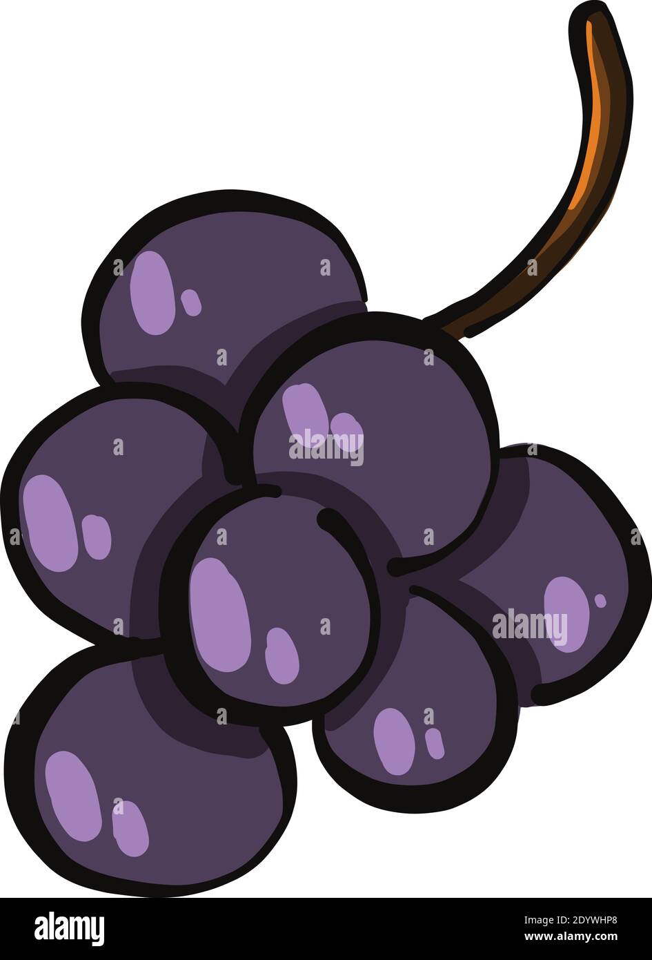 Purple grapes, illustration, vector on a white background Stock Vector ...