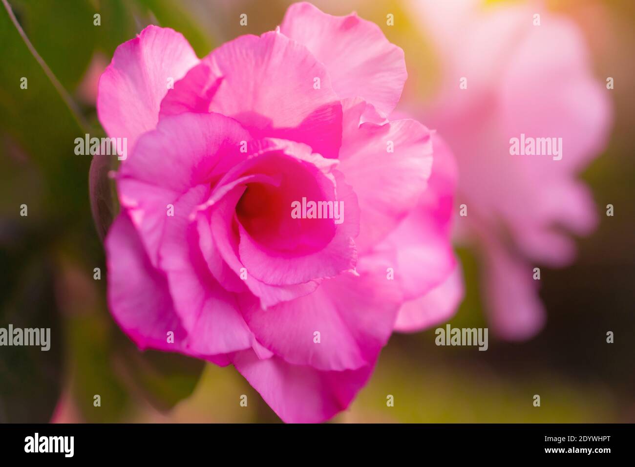 Pink peony vector hi-res stock photography and images - Alamy