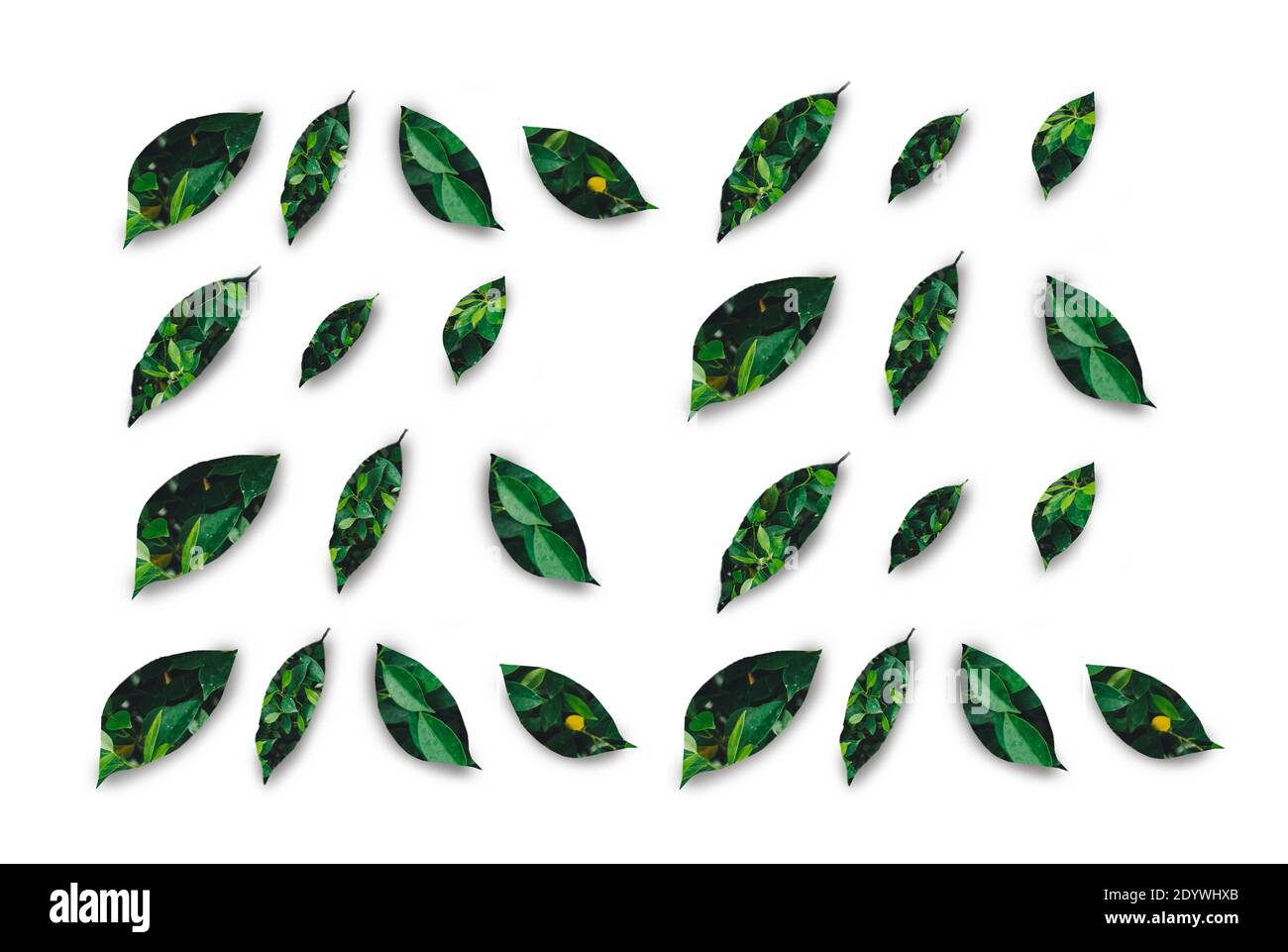 Green eucalyptus leaf frame Cut Out Stock Images & Pictures - Alamy