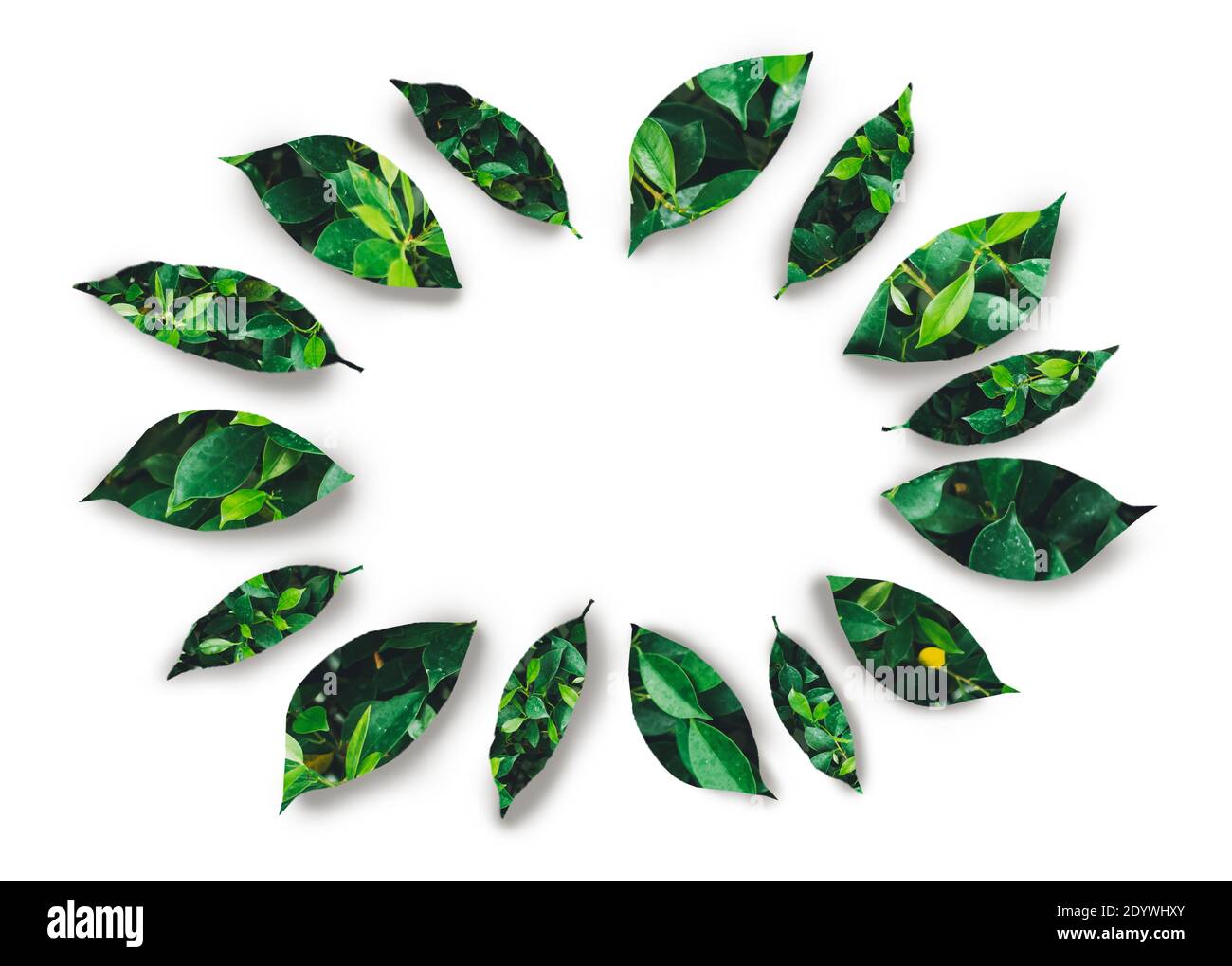 Green leaf design on white background Stock Photo - Alamy