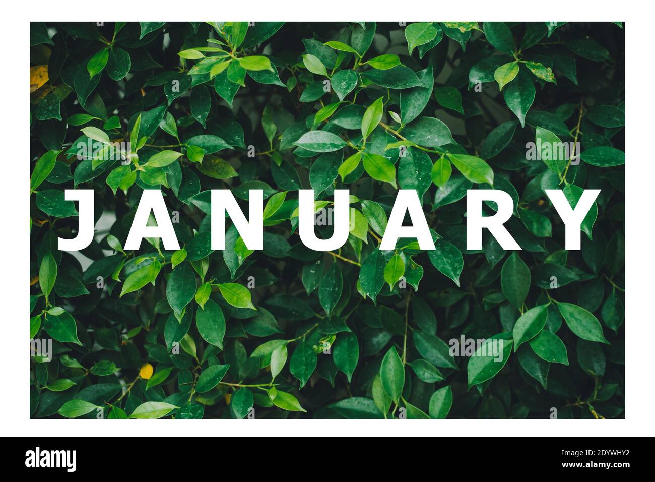 List of calendar months Designed on a natural green leaf background ...