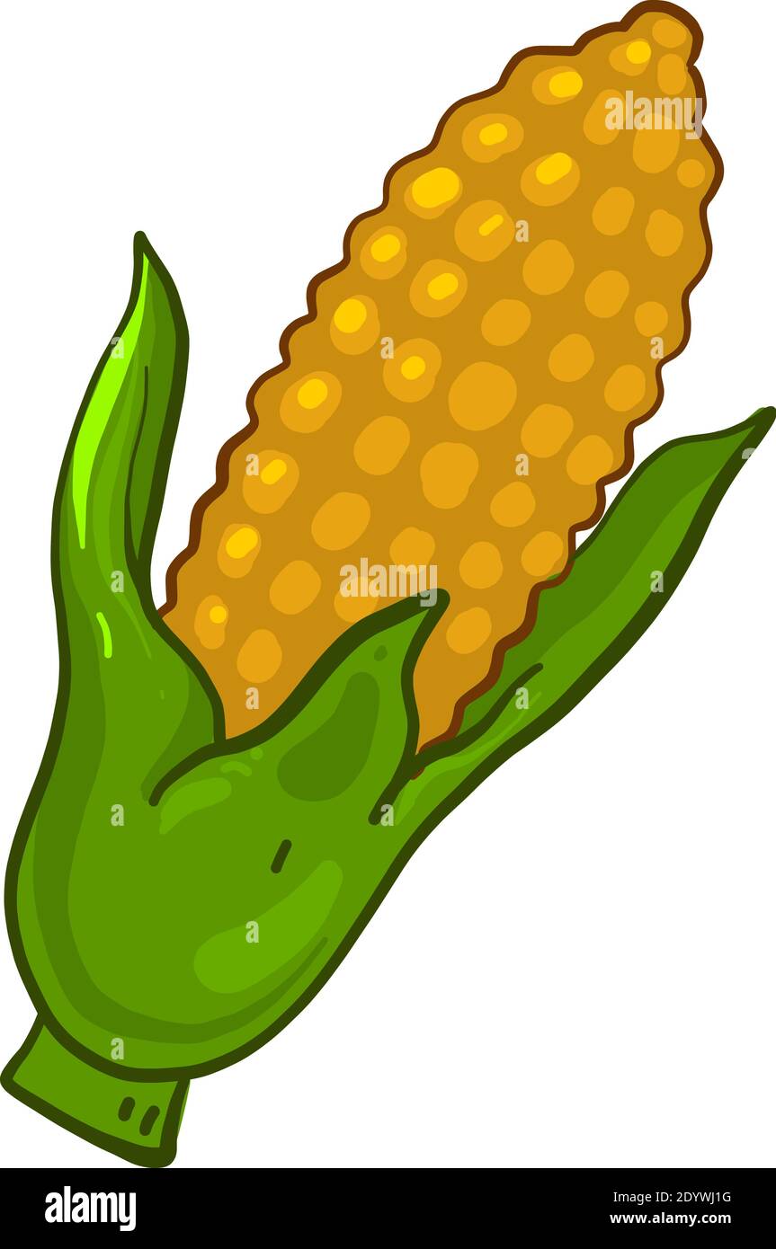 Fresh corn, illustration, vector on a white background Stock Vector ...