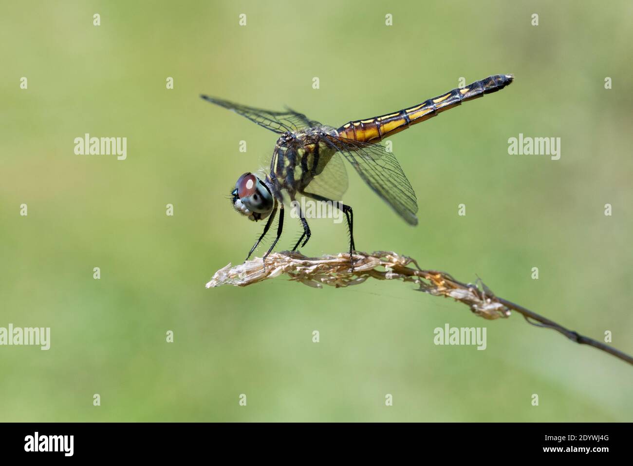 Female blue dasher dragonfly at Lee County Conservation Area in ...