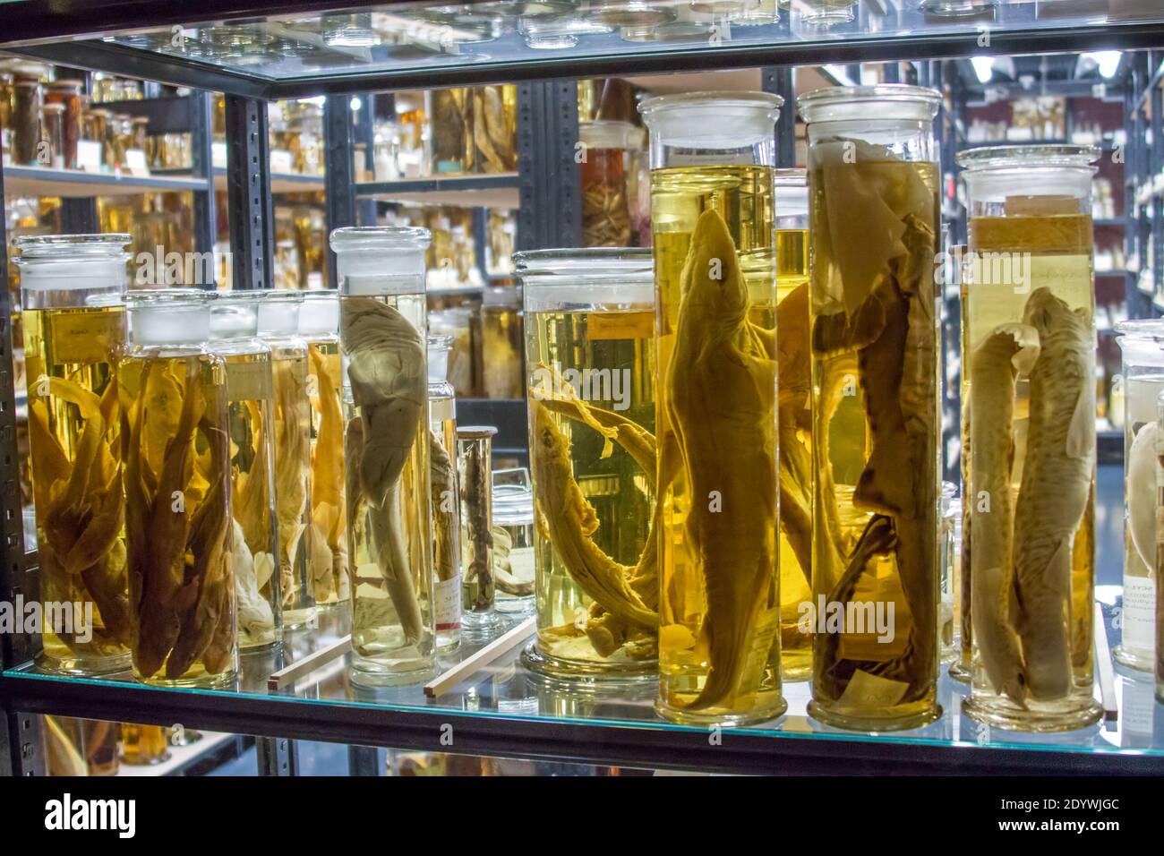 The fish specimen specimens from all animal groups from Wet Collection ...