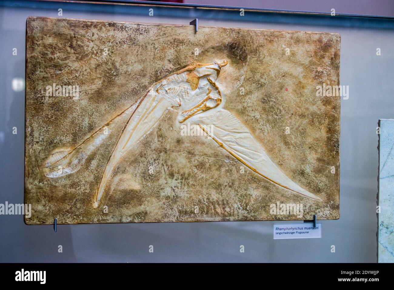 the fossil specimen of rhamphorhynchus muensteri in Berlin Natural ...