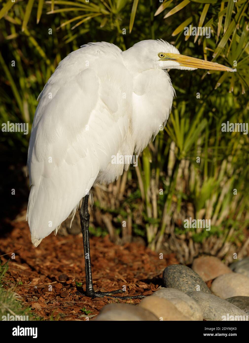 Great White Heron standing on one leg and foraging Stock Photo - Alamy