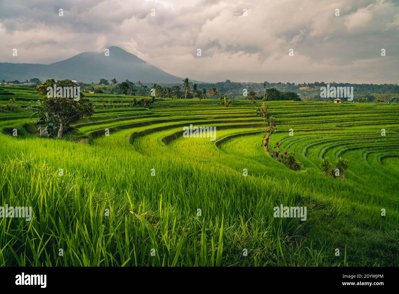 Bali Jatiluwih Rice Terrace Bali UNESCO World Heritages Stock Photo - Alamy