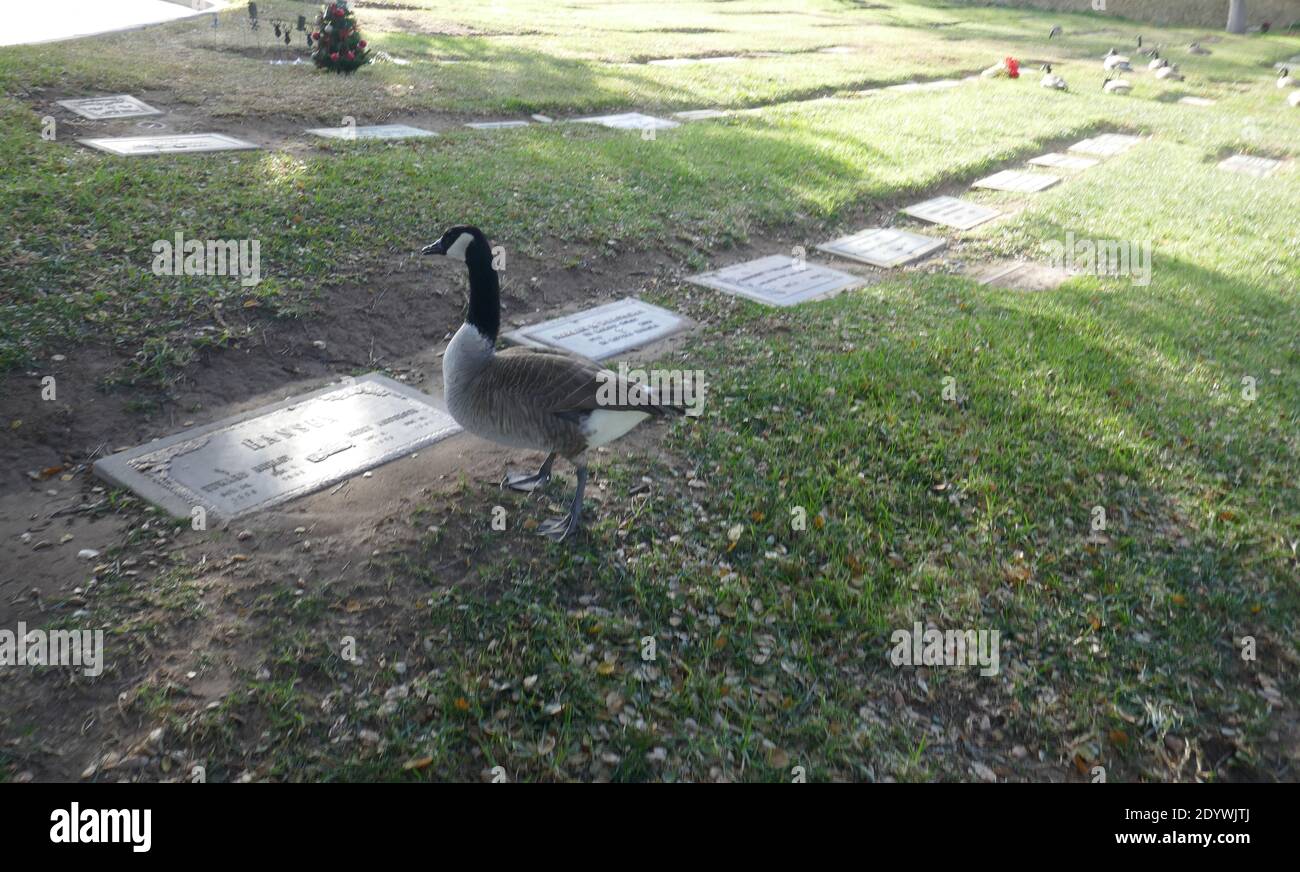 Chatsworth, California, USA 25th December 2020 A general view of Canadian Goose at Oakwood ...