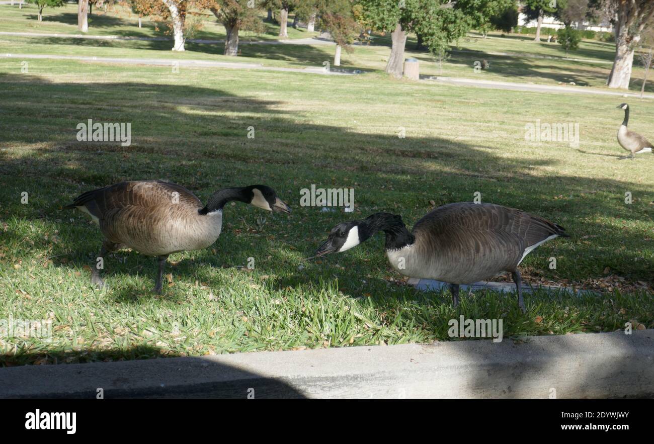 Chatsworth, California, USA 25th December 2020 A general view of Canadian Geese at Oakwood ...
