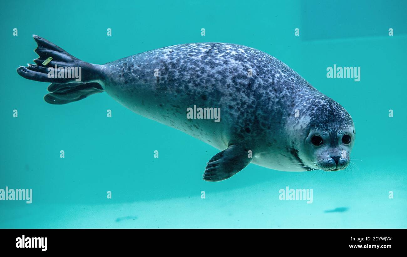 Norden, Germany. 23rd Dec, 2020. Young seals swimming in a pool at the ...