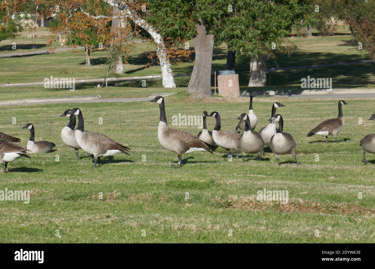 Chatsworth, California, USA 25th December 2020 A general view of Canadian Geese at Oakwood ...