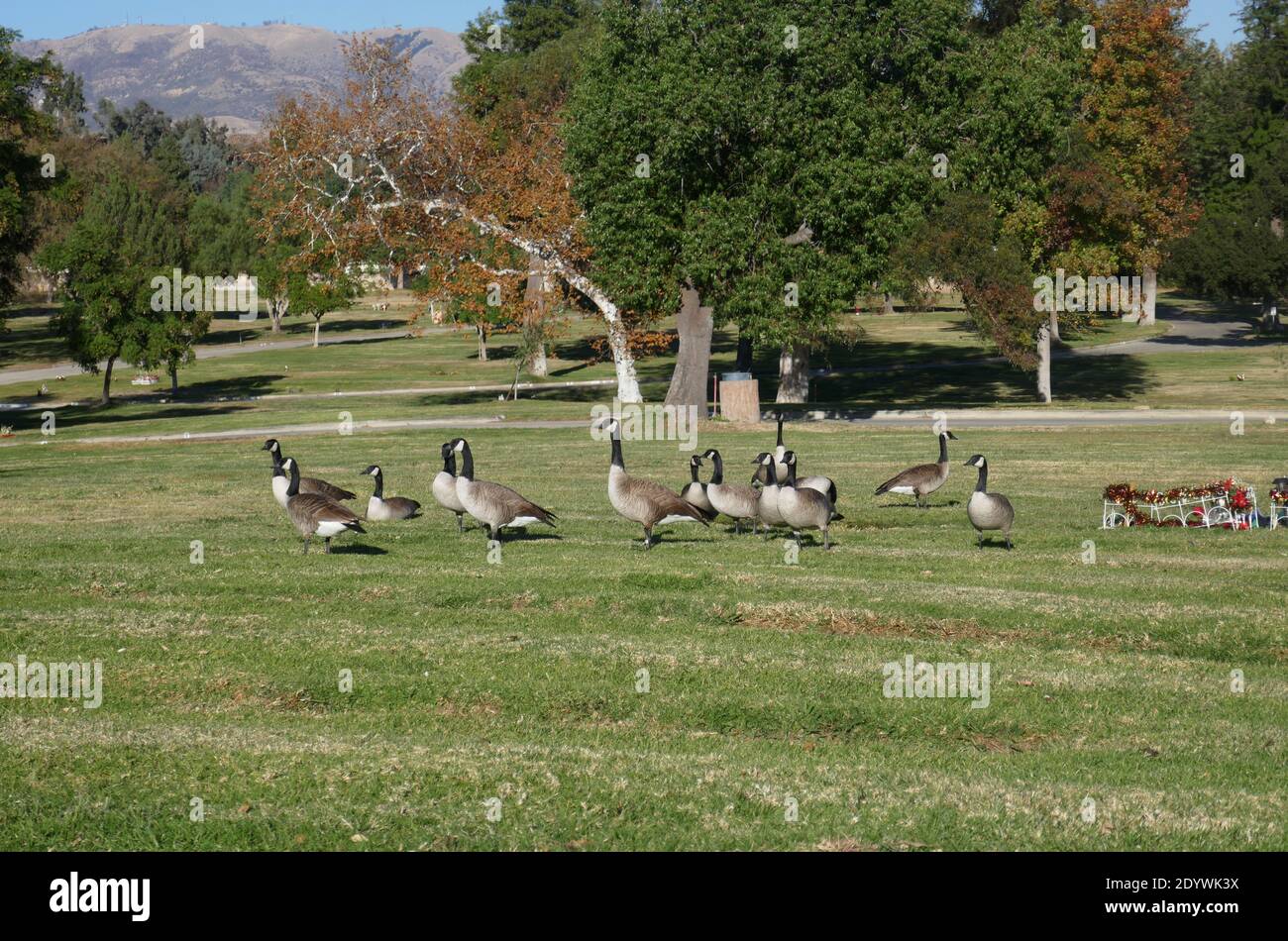 Chatsworth, California, USA 25th December 2020 A general view of Canadian Geese at Oakwood ...